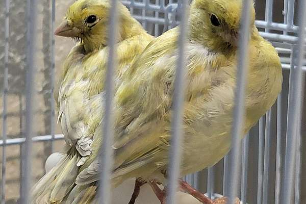 Colorbred canaries for sale