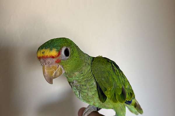 Baby female white front Amazon parrot