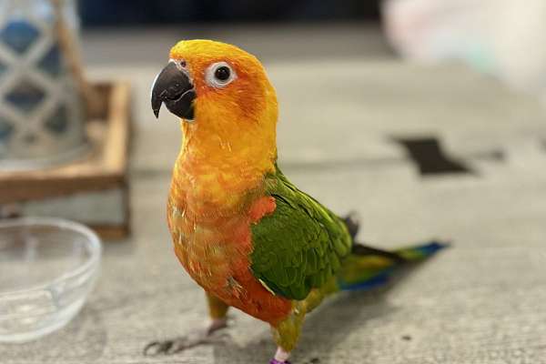 Jenday conure with cage/supplies