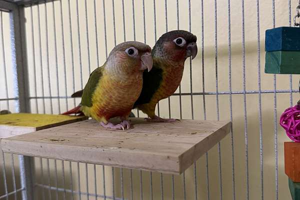 Hand fed baby green cheeks