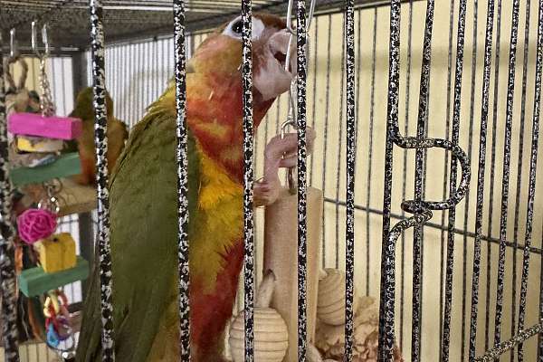 Hand fed baby green cheek conure