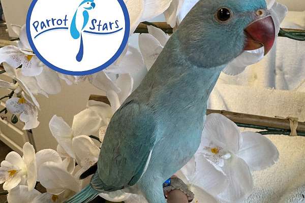 Baby Blue Indian Ringneck Available at Parrot Stars!