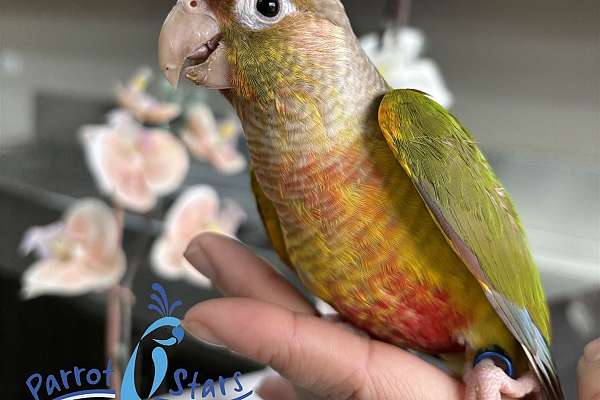 Baby Pineapple Green Cheek Conure Available at Parrot Stars!