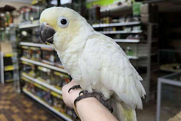 Lesser X Goffin Hybrid Cockatoo for Sale