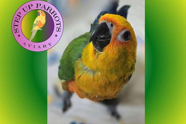 Jenday Conure, 520