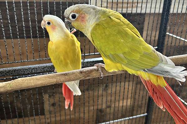 Green cheek conure male and female pair