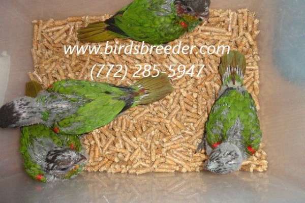 More baby Blue Throated Conures hatching at $1,000 ea. Endangered Species