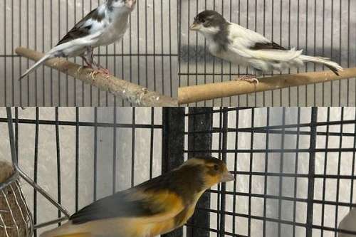 3 Canaries available