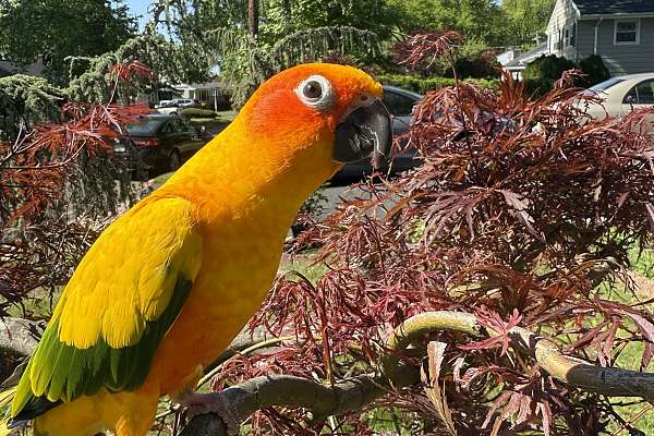 Niko Sun conure