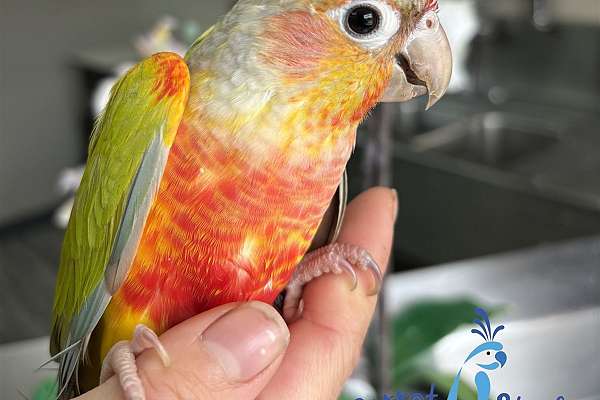 Baby Dilute Green Cheek Conure Available at Parrot Stars!