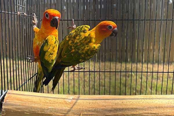 Sun Conure - breeder