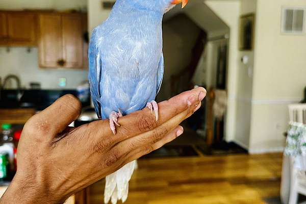 Beautiful hand tamed indian ringneck