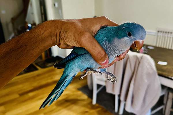 Hand tame blue quaker baby