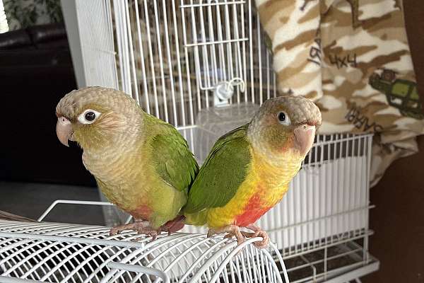 Two baby pineapple Conures for sale
