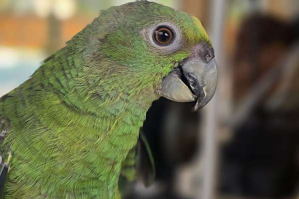 Yellow Naped Amazon