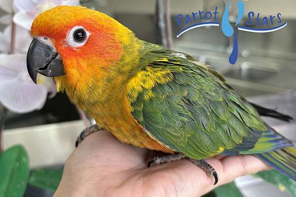 Baby Sun Conure Available at Parrot Stars!