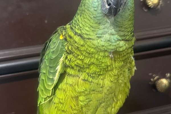 blue front Amazon