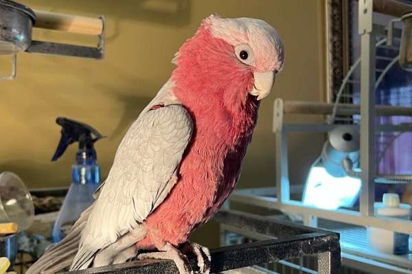 Rose Breasted Cockatoo