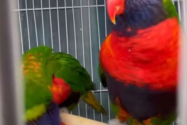 Proven Pair of Lorikeets