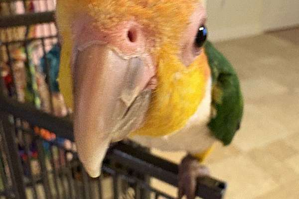 White belly Female Caique