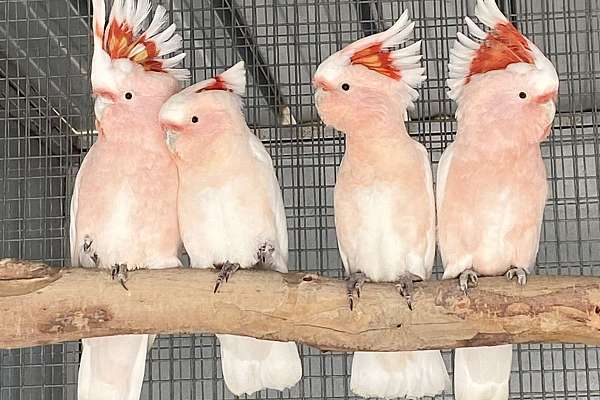 Beautiful 2026 Major Mitchell babies