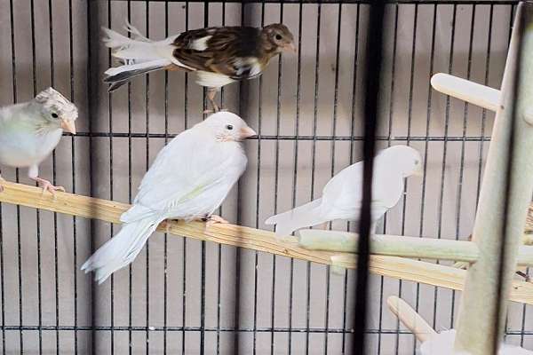 White Russian Singer Canaries