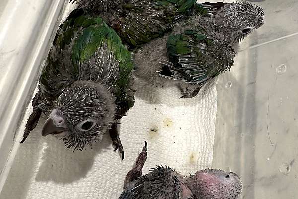 Crimson Bellied Conure Babies