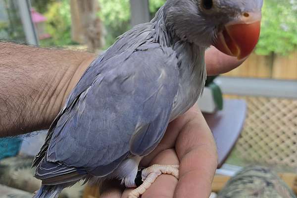 Blue baby Indian Ringneck