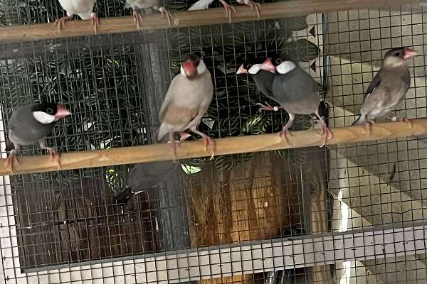 Java Sparrow Finches