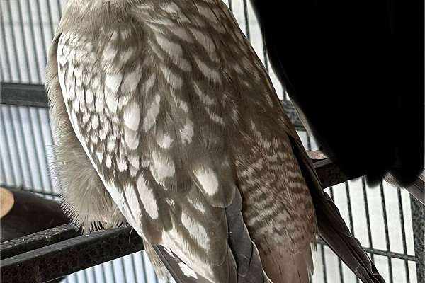 Pearl cockatiel hen