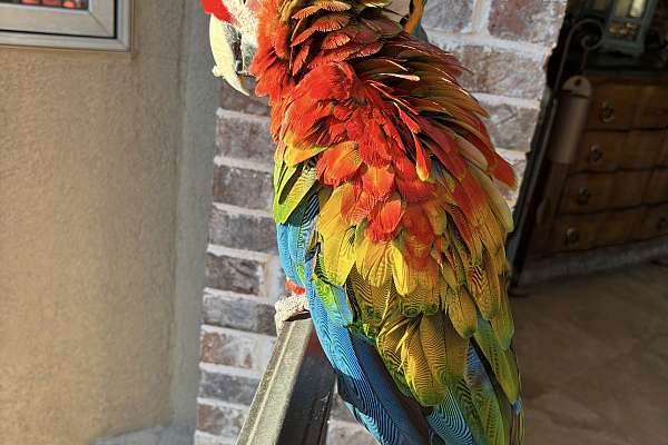 Beautiful Dna female Shamrock macaw cheap!