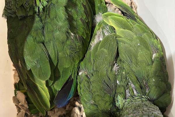 Red Lored Baby