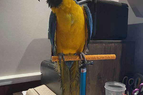 Rhia - Blue & Gold Macaw (Baby)