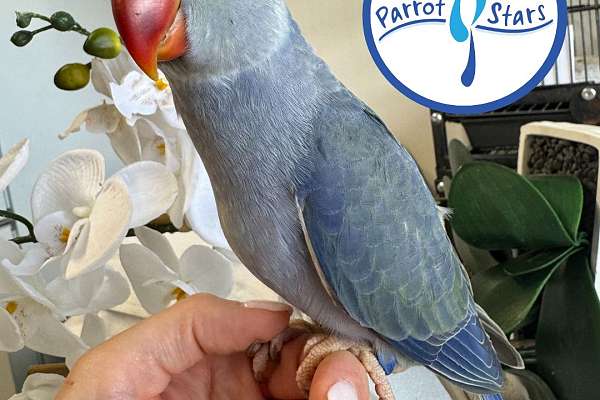 Baby Violet Turquoise Indian Ringneck Available at Parrot Stars!