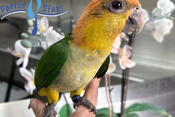 Baby White Bellied Caique Available at Parrot Stars!