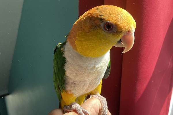 Friendly male Caique