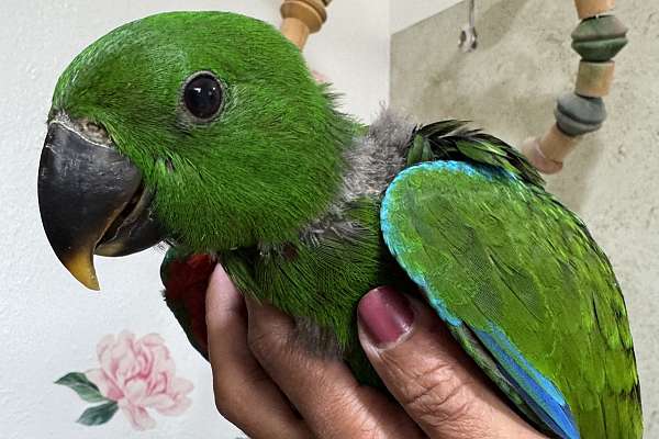 Baby male Eclectus