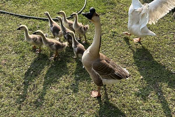 Goslings