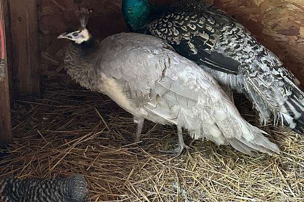 One year old Peacock