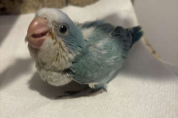 Opaline blue Quaker