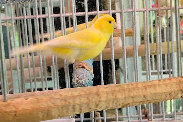 Female Canary
