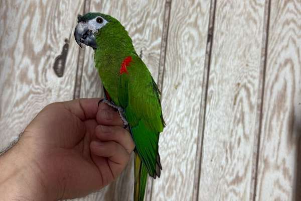 Hahns Macaw (female)
