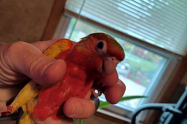 High red pineapple conure