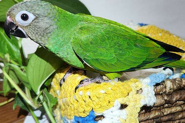 Dusky Conure