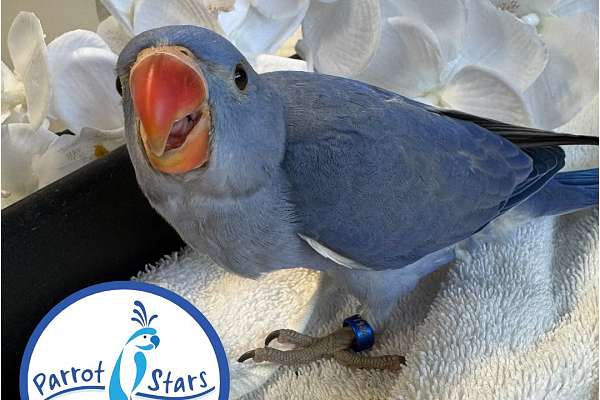 Baby Violet Cobalt Indian Ringneck Available at Parrot Stars!