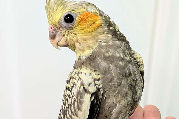 Simba, our Pearl Cockatiel