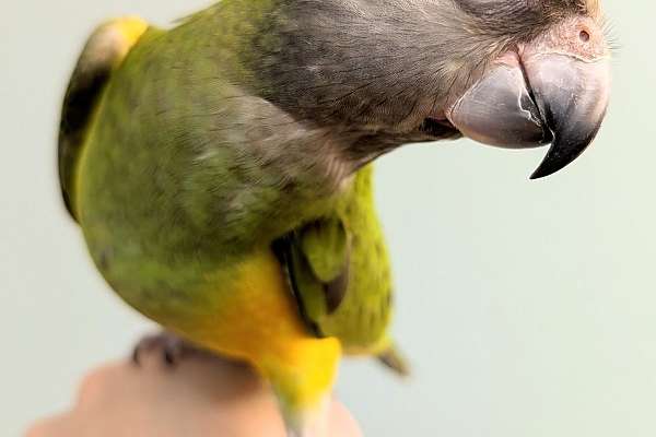 Blossom, our Senegal Parrot