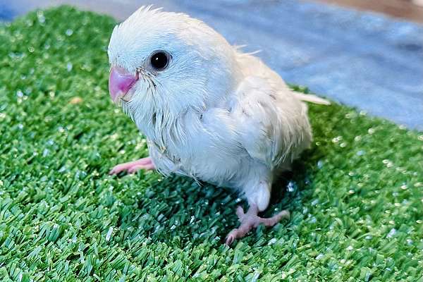 Parrotlet