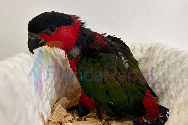 Black Capped Lory