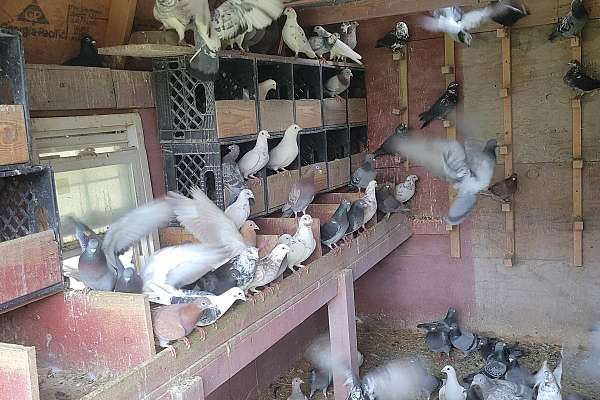 Homing pigeons